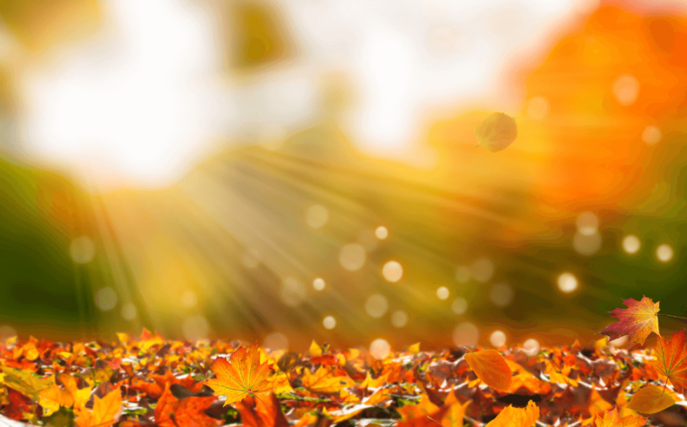 Fall Restaurant Food Trends: Downtown Mystic Restaurant